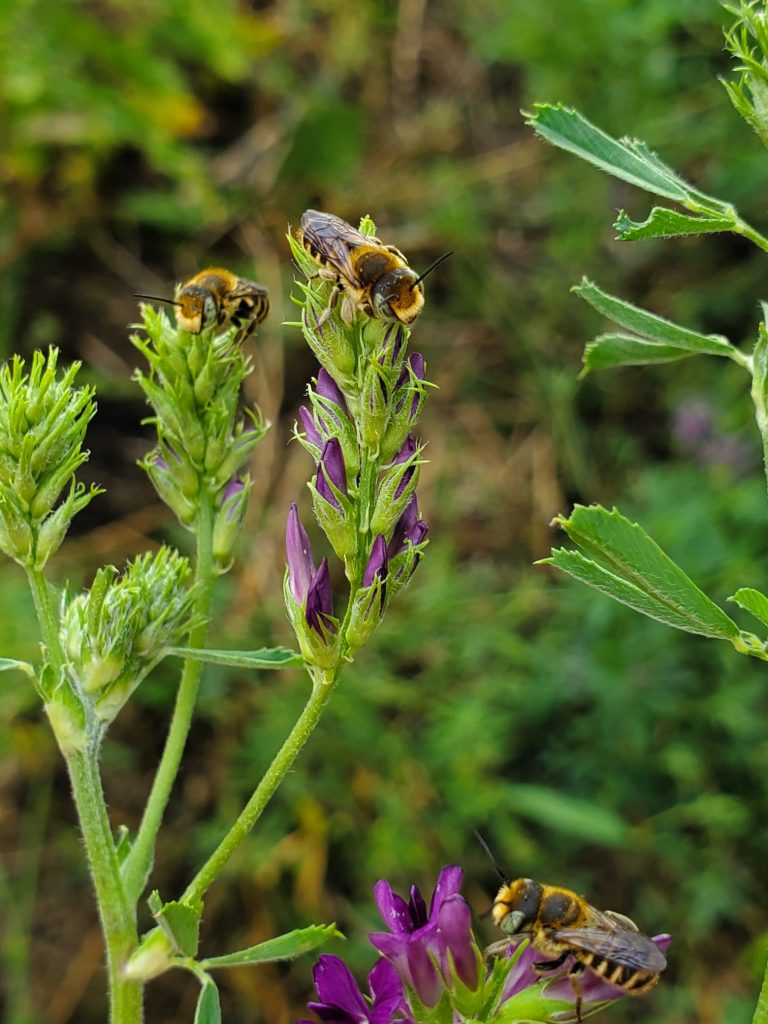 4 Tips for Starting Your Own Pollinator Garden in 2026 - Kind Bee Farms