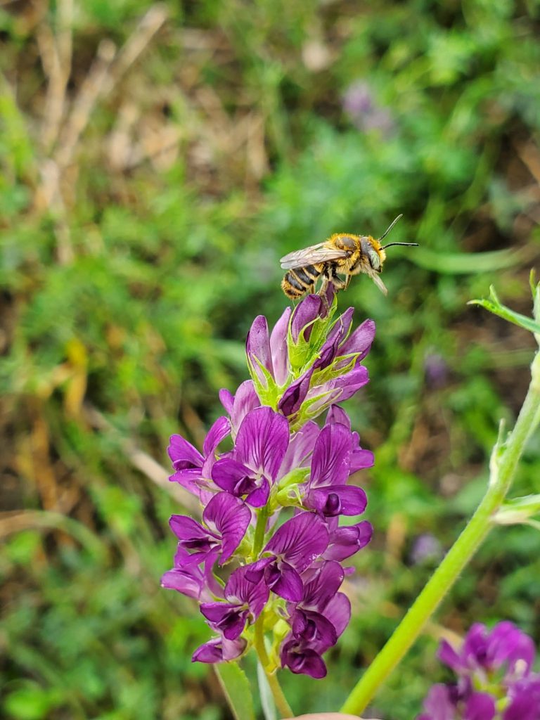 Get Leaf Cutter Bees for Your Summer Retreat! - Kind Bee Farms